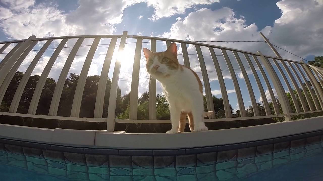 Gopro underwater pool test with simba - YouTube