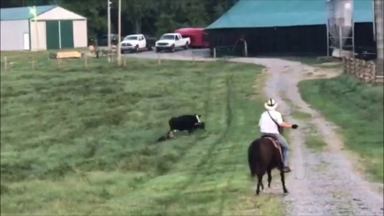 Cow catching - YouTube