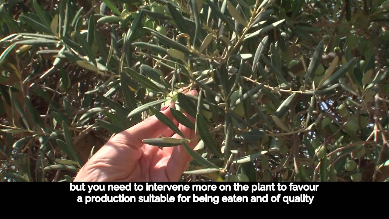 La Rocca Oil Mil - YouTube