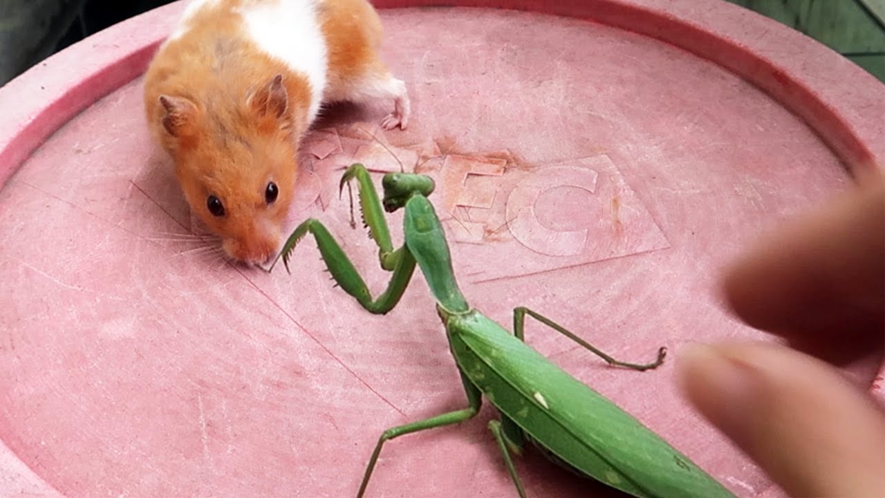 Bọ Ngựa Chiếm Tổ Chuột Hamster - Praying Mantis vs Mouse - YouTube