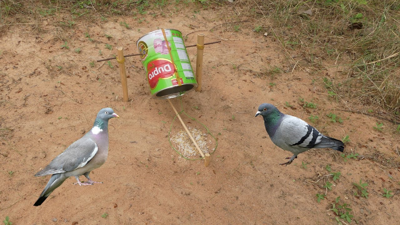 Building Unique Wild Bird Trap Technology Make From Dugro Milk Cans And ...