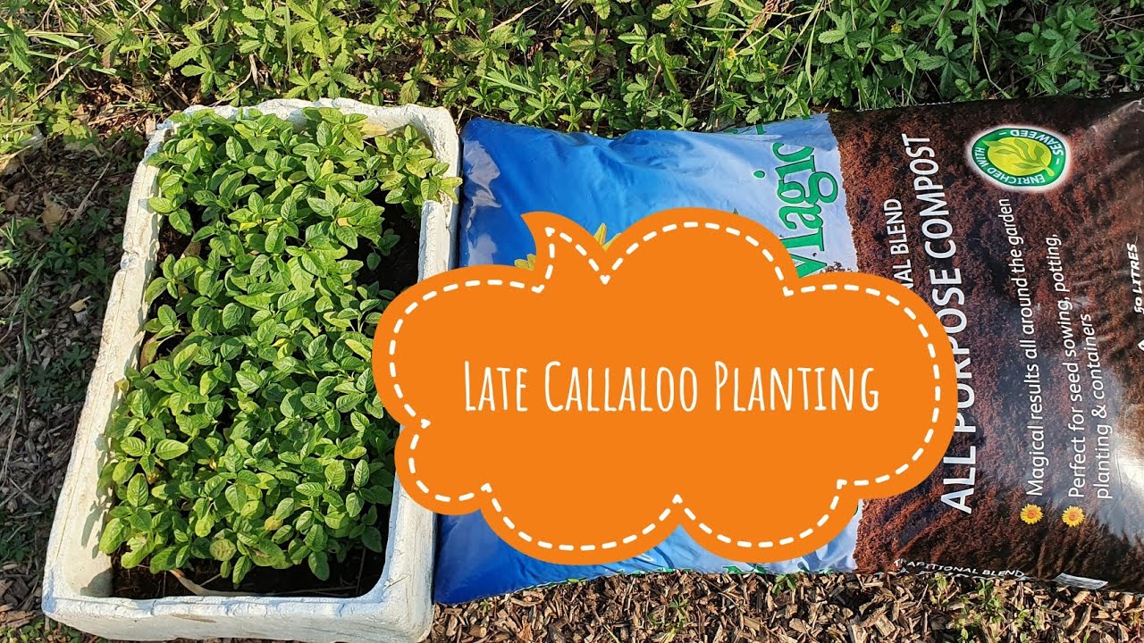 #late #callaloo #gardening #Growing Late callaloo planting - YouTube