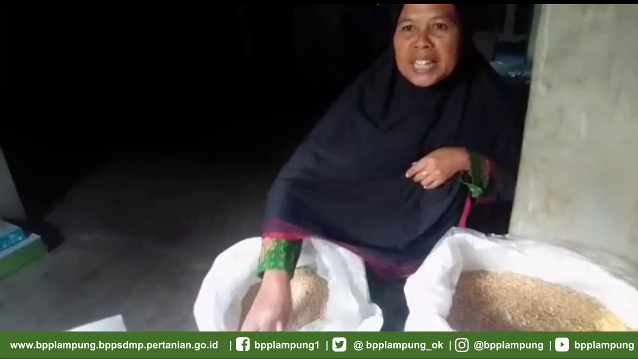 Intip Produksi Beras Siger oleh purnawidya bpp lampung - YouTube