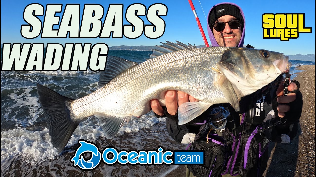 Seabass Wading by Oceanic Team - YouTube