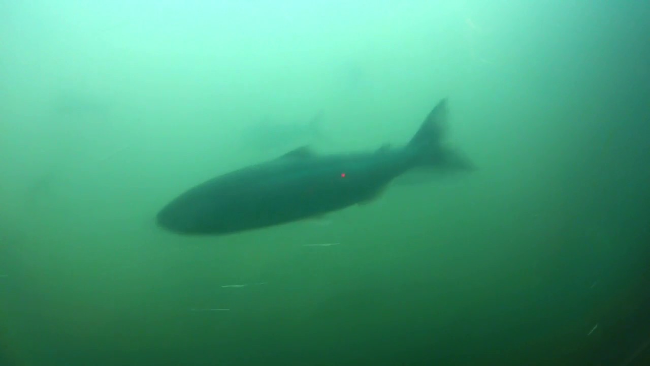 второй день ловли селёдки .прогулка по дамбе , смотровое окно. fish ...