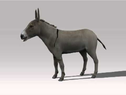 Donkey animated character - YouTube