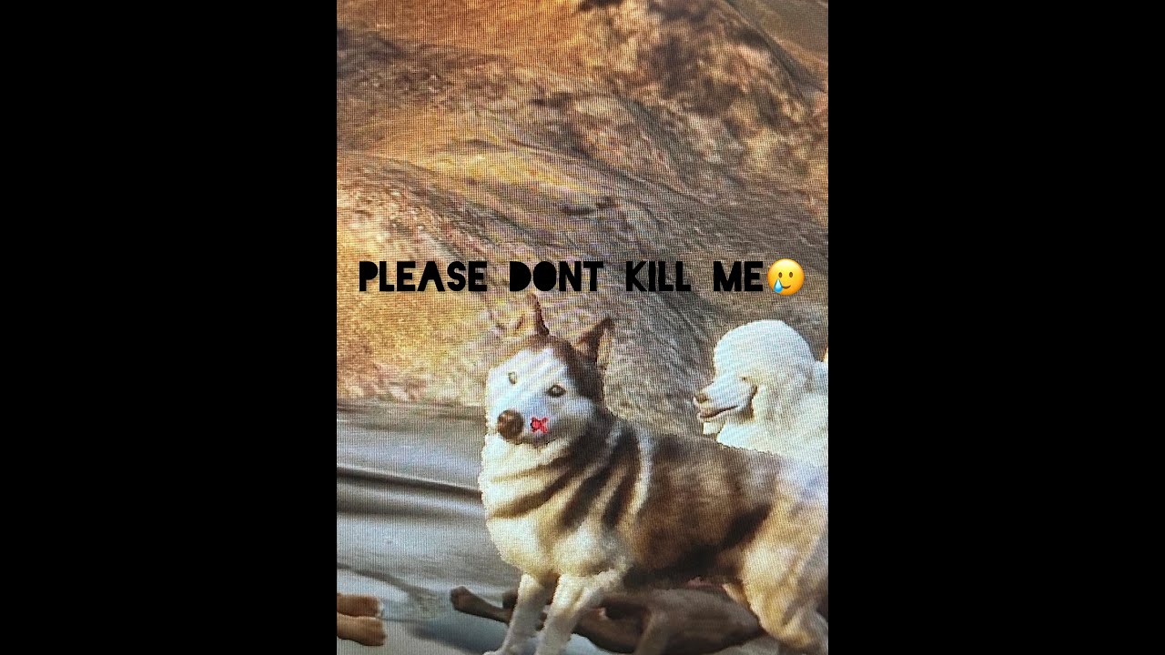 a dog - (Red Dead 2) gameplay - YouTube