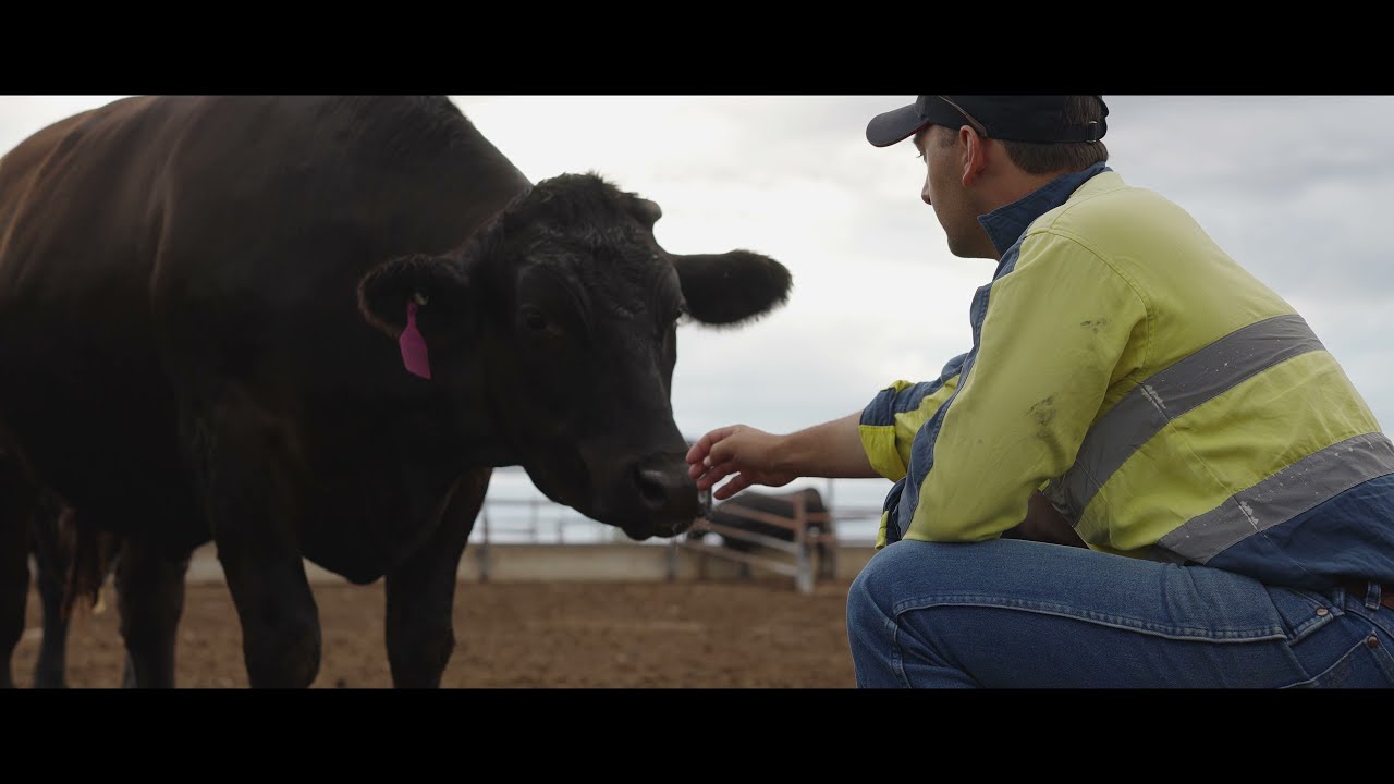 NH Foods Australia - Whyalla Beef feedlot - YouTube