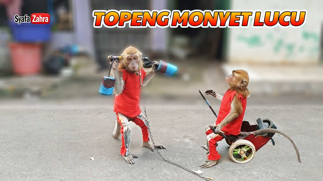 TOPENG MONYET LUCU, Doger Monyet | Funny Monkey - YouTube