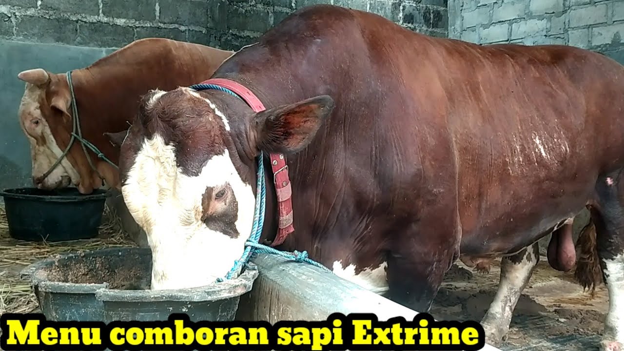 Menu comboran sapi Jumbo bapak kelik - YouTube