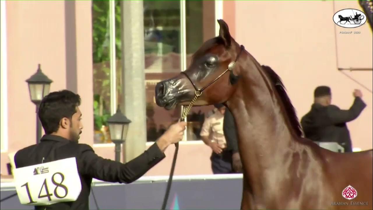 N 148 EC SARI PSAIAHF 2023 Yearling Colts Class 7C - YouTube