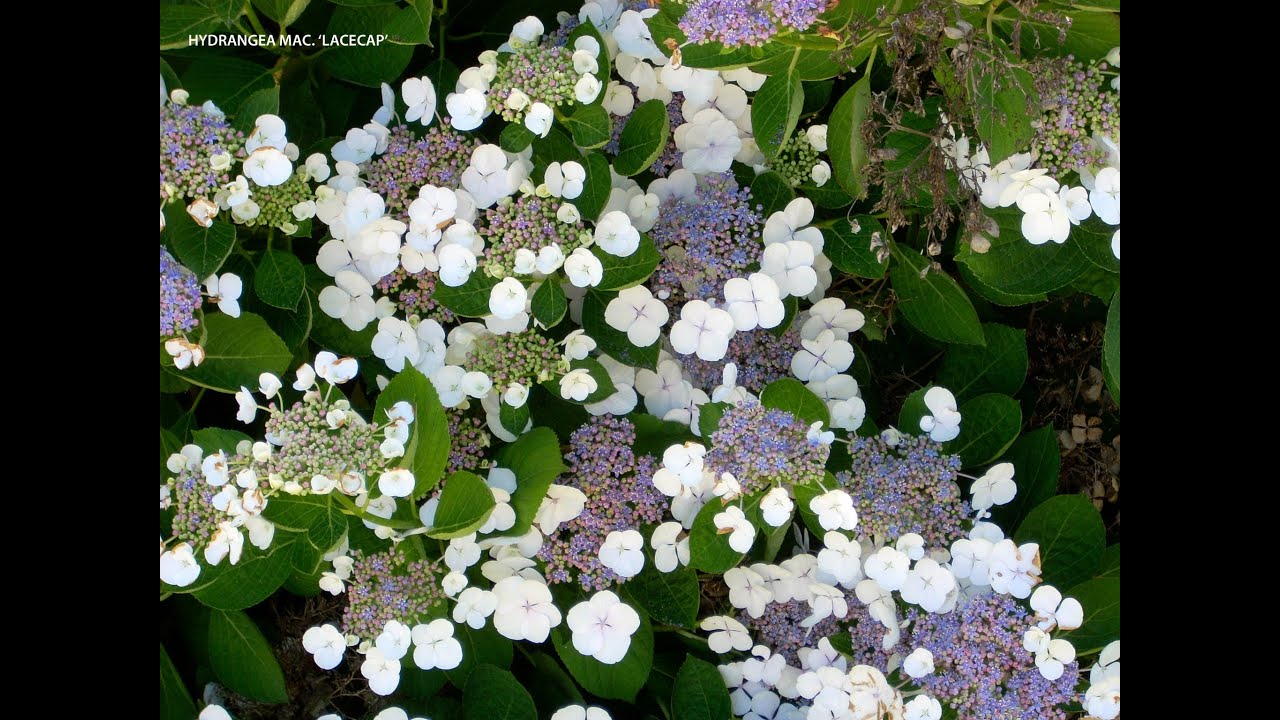 Hydrangea macrophylla 'Lacecap' - YouTube