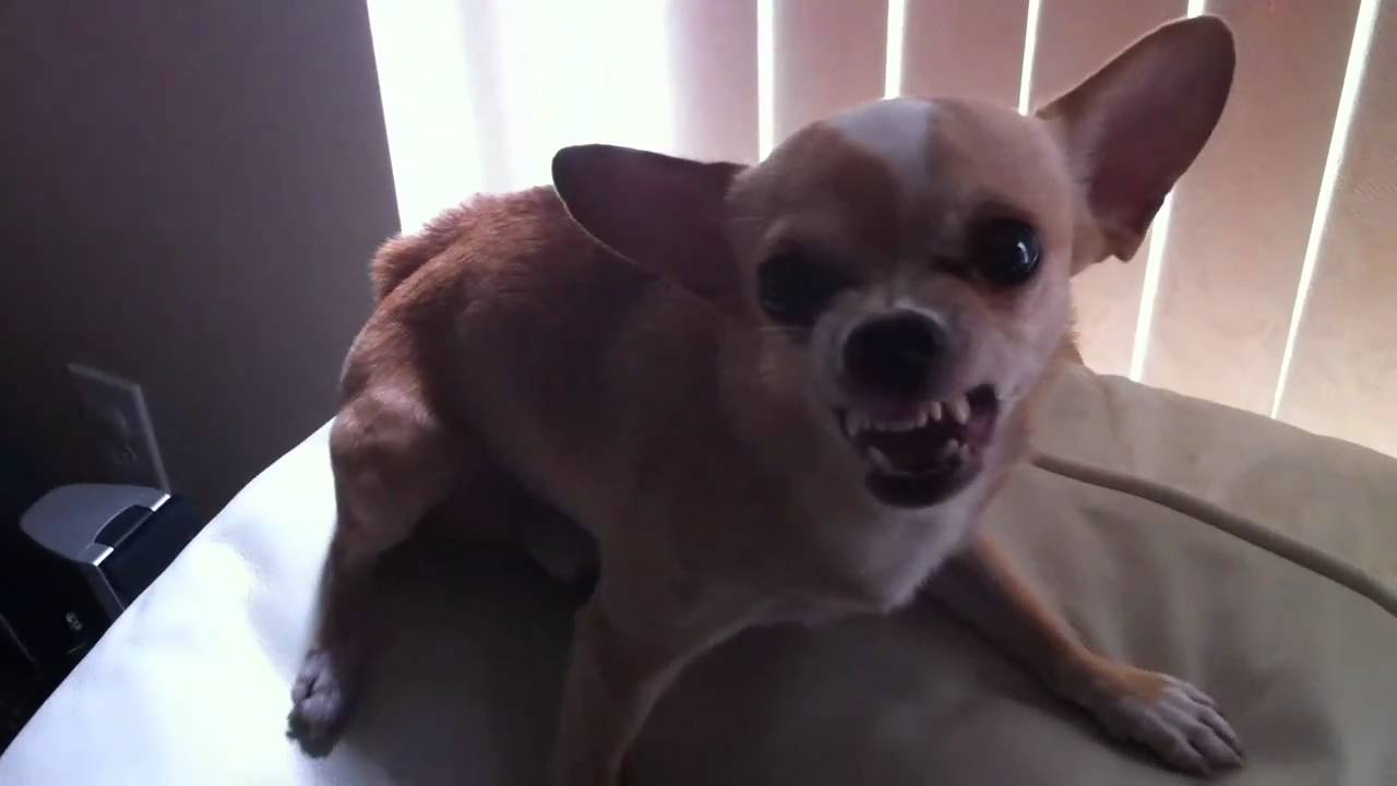 Crazy Chiwawa - YouTube