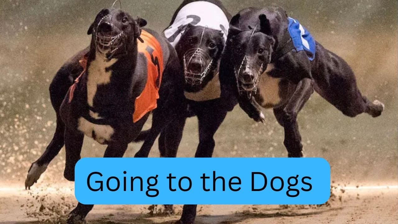 Going to the Dogs - The end of Greyhound racing - YouTube