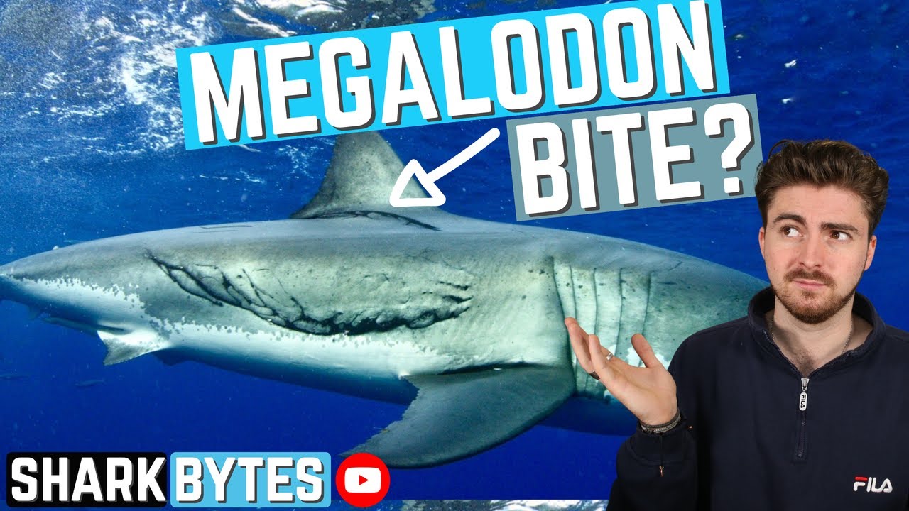 Did MEGALODON Bite This Shark!? - YouTube