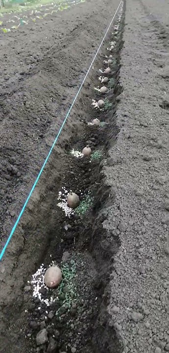 Посадка картофеля с #триходерма #боверия #метаризиум для защиты от ...