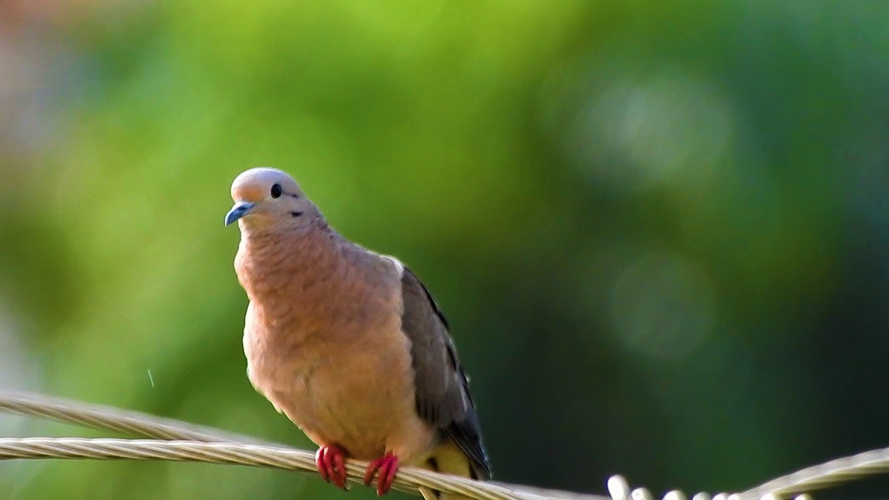 POMBA AVOANTE (ZENAIDA AURICULATA), EARED DOVE, POMBA-DE-BANDO, JURITI ...