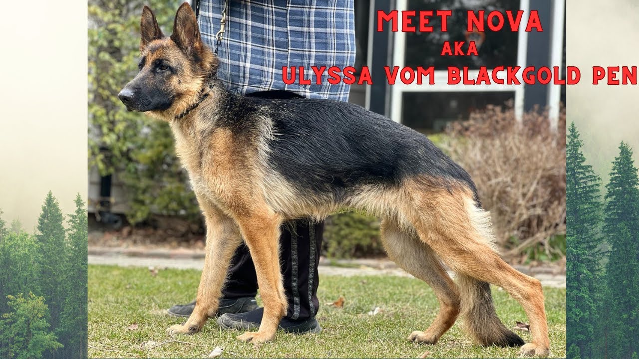 Nova -- 2 Year old CKC German Shepherd with Breeding Rights - YouTube