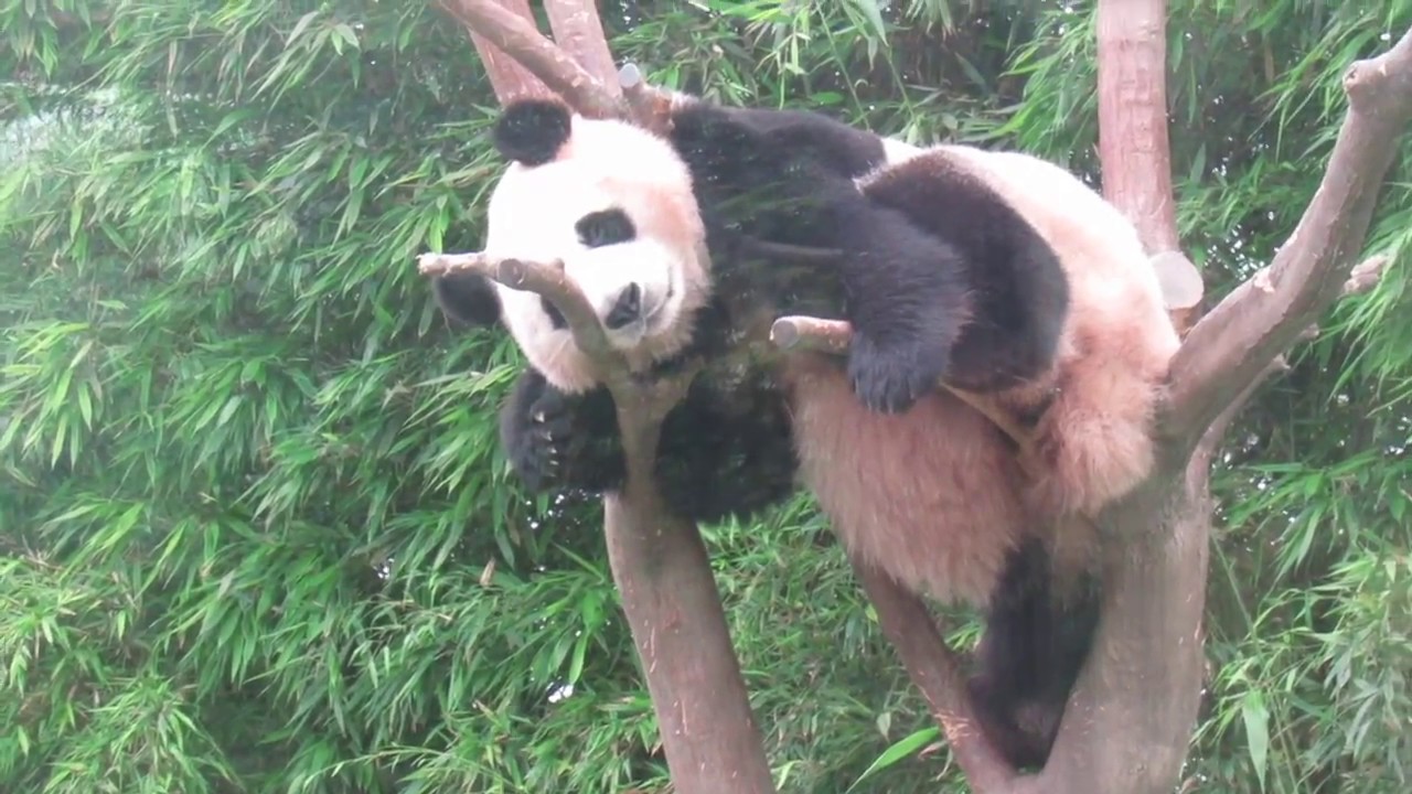 Everland-Panda World - YouTube