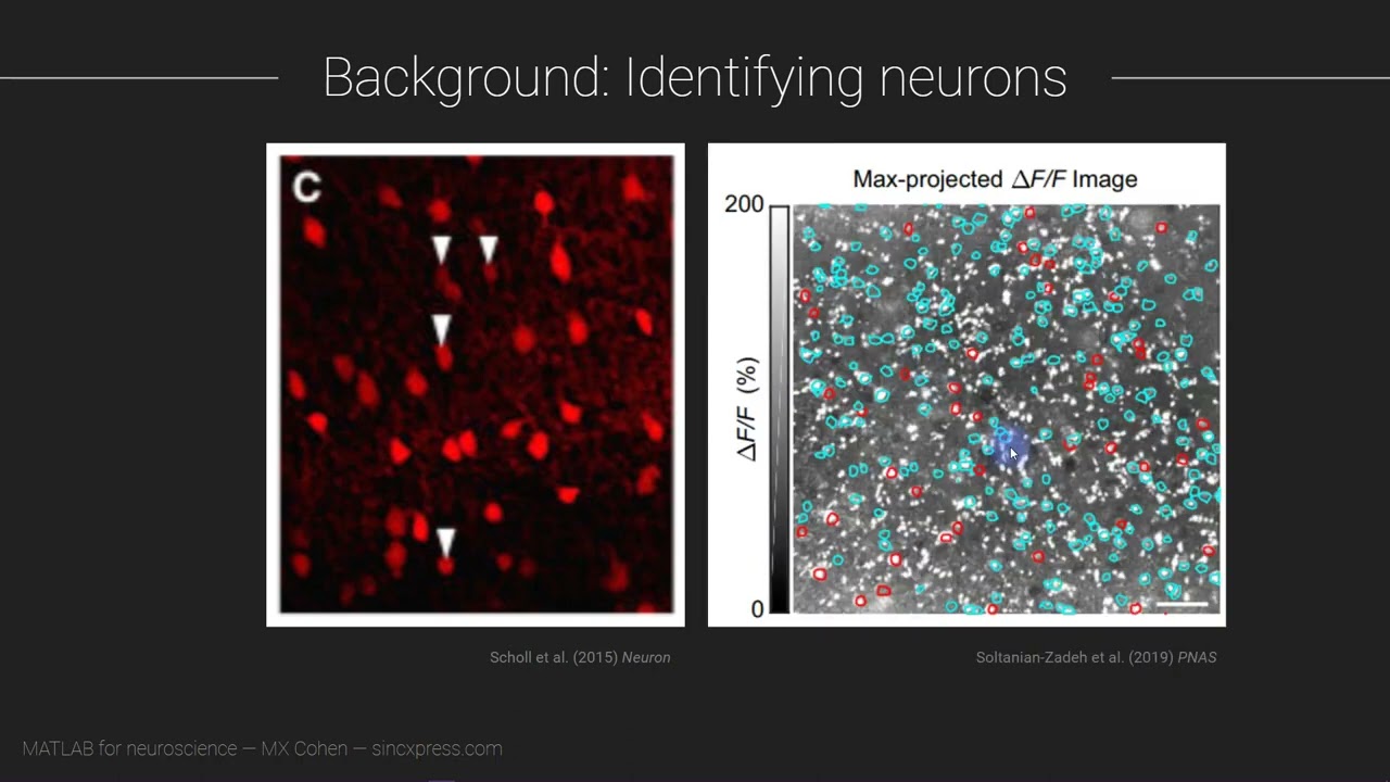 Essentials of Neuroscience with MATLAB: Module 5-1 (Ca+ imaging) - YouTube