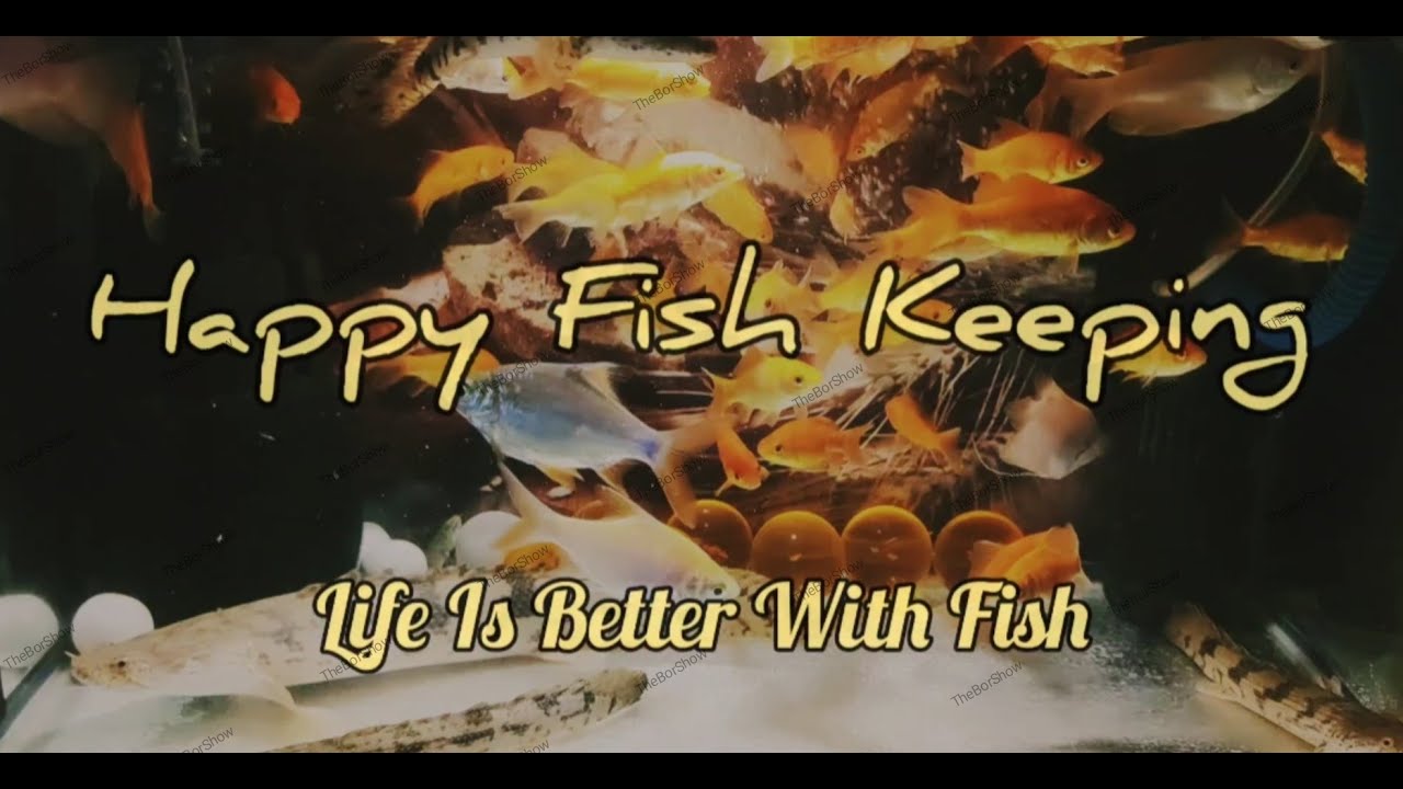 When In Doubt Remember "FISH" - Happy Fish Keeping - video and edited ...