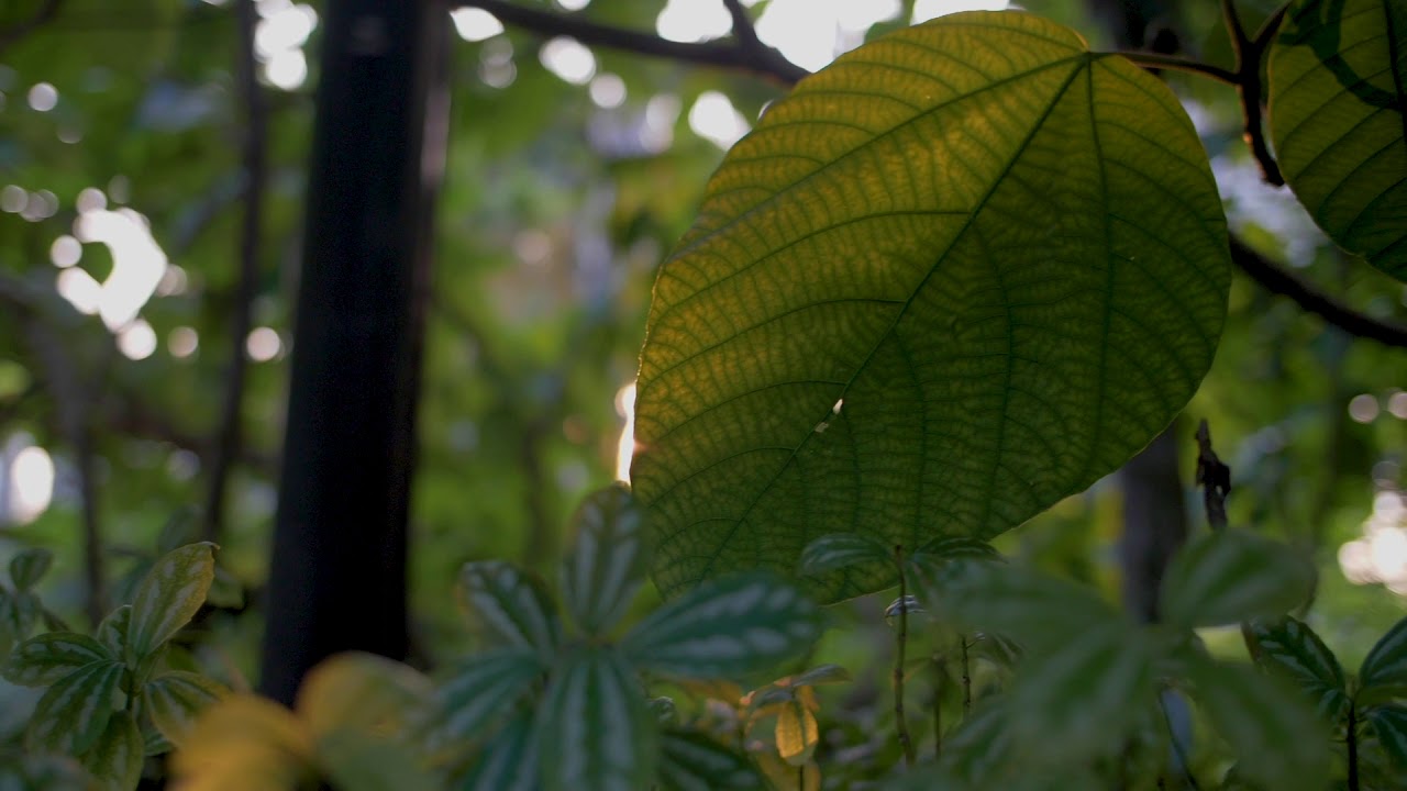 Video Background Pemandangan Hutan No Copyright (Tanpa Suara) - YouTube