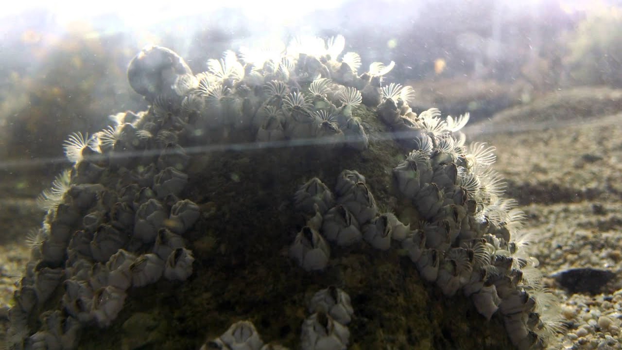 barnacles feeding - YouTube