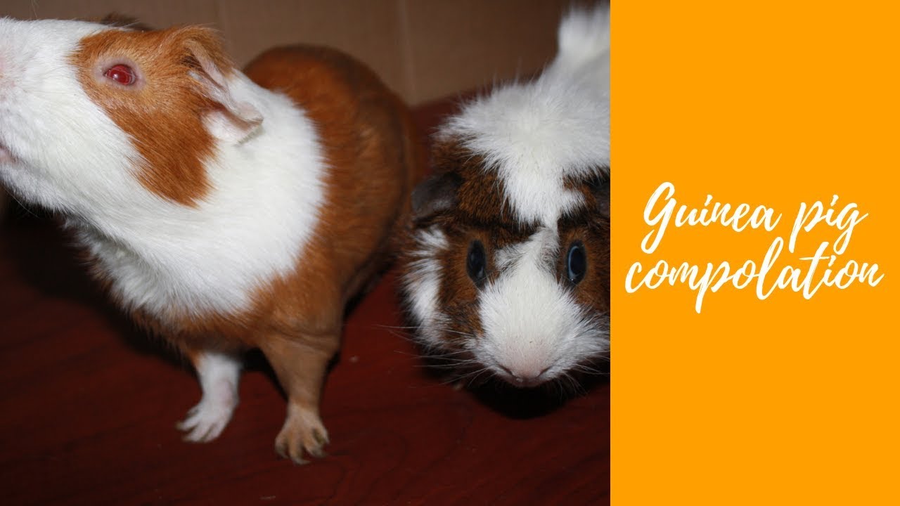 Guinea Pig Compilation- P2P edition! - YouTube