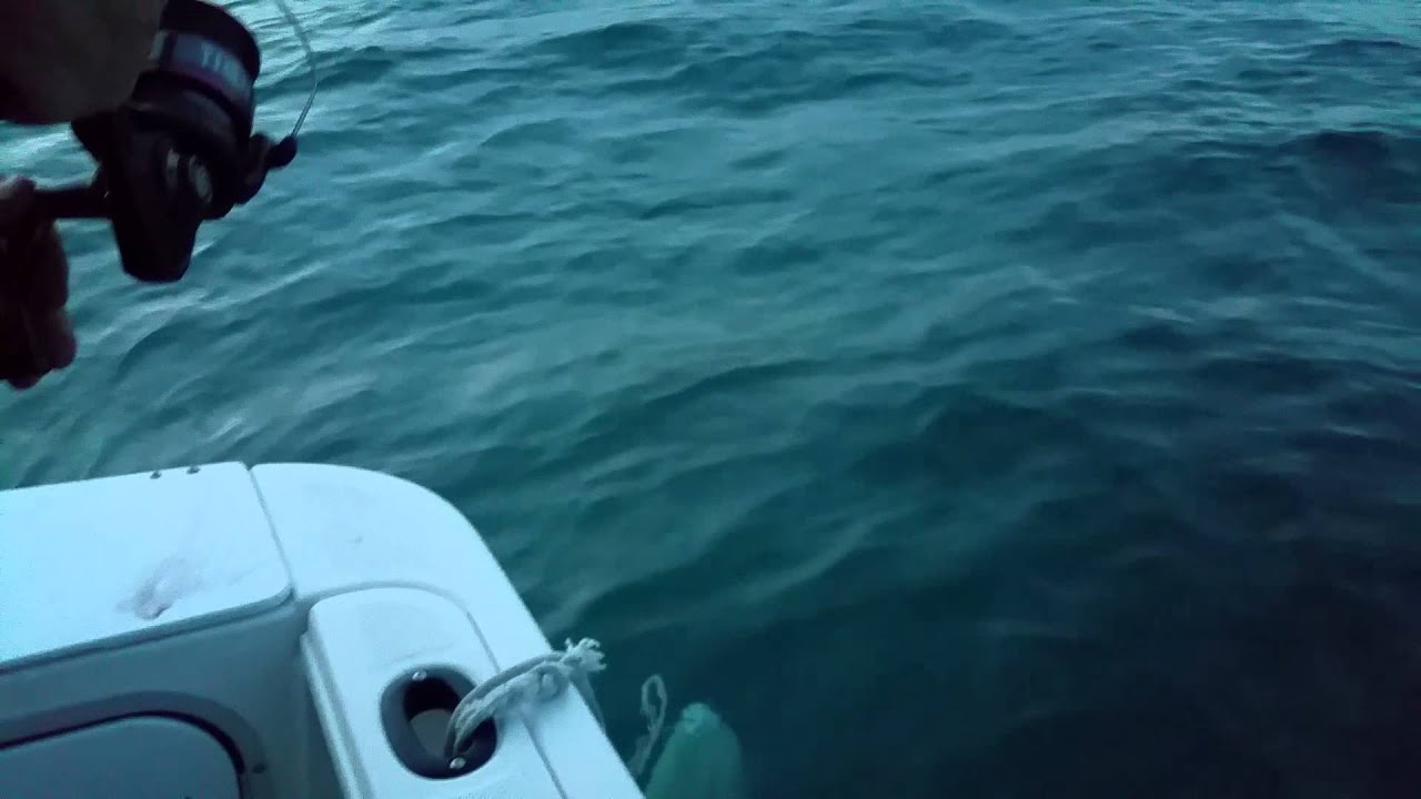 Big tiger shark sebastian inlet - YouTube