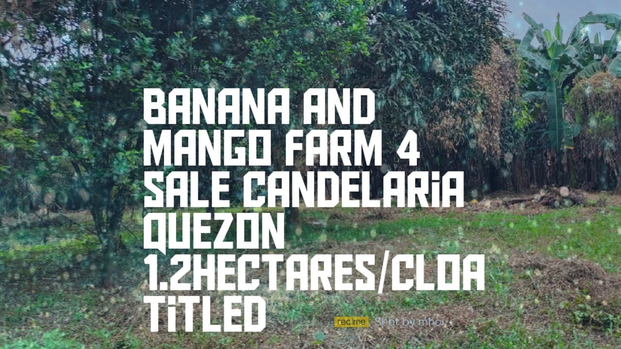 banana and mango farm/candelaria Quezon/1.2has - YouTube