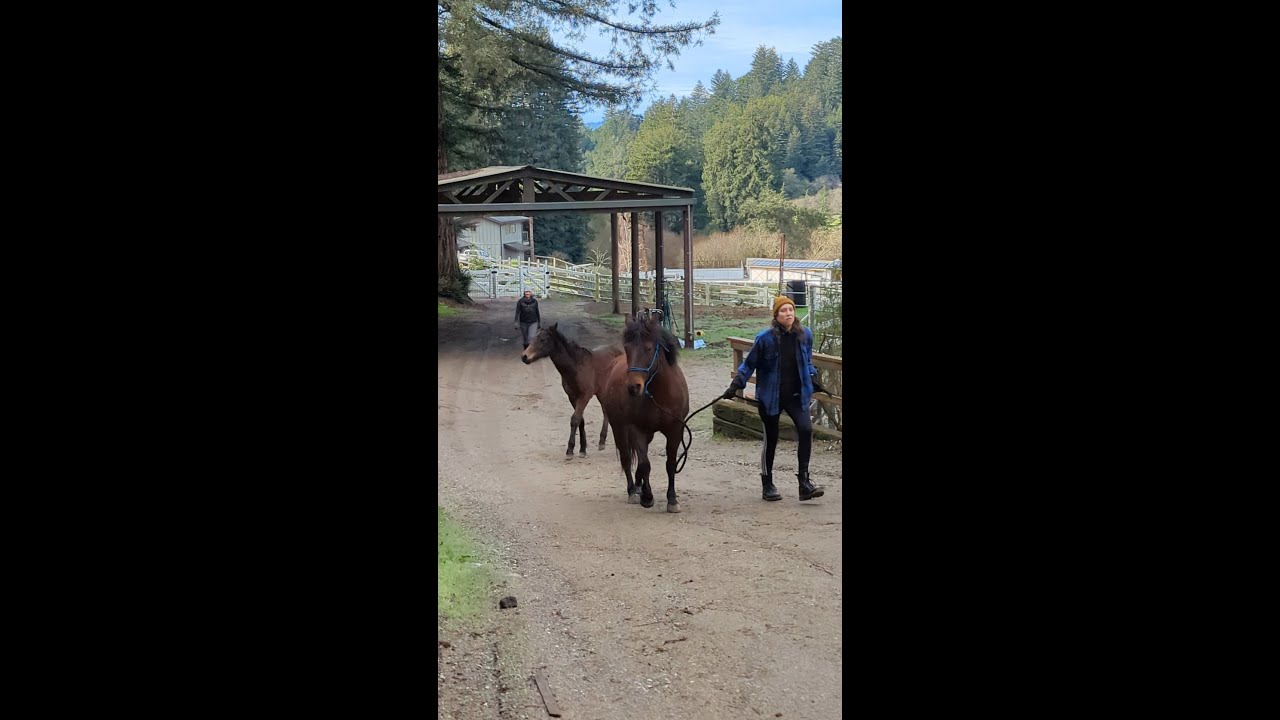 Helping an Unhandled Wild Colt Learn How to Lead - The First Step ...