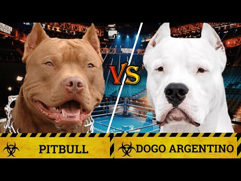 Pitbull vs Dogo Argentino | Dogo Argentino vs Pitbull| Battle between two vicious dogs |Billa Boyka|
