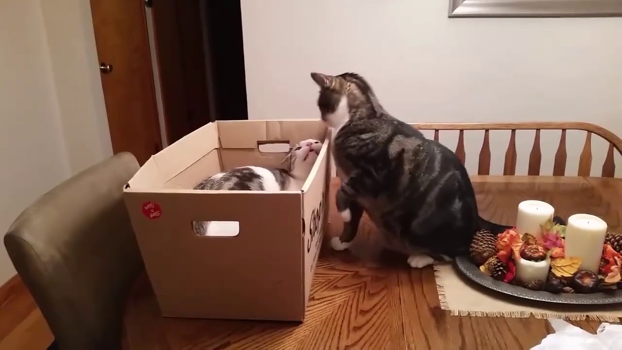 Funny Pet Video: Cats Fight Over Box - YouTube