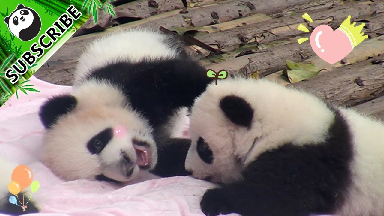 Pandas Whispering To Each Other | iPanda - YouTube