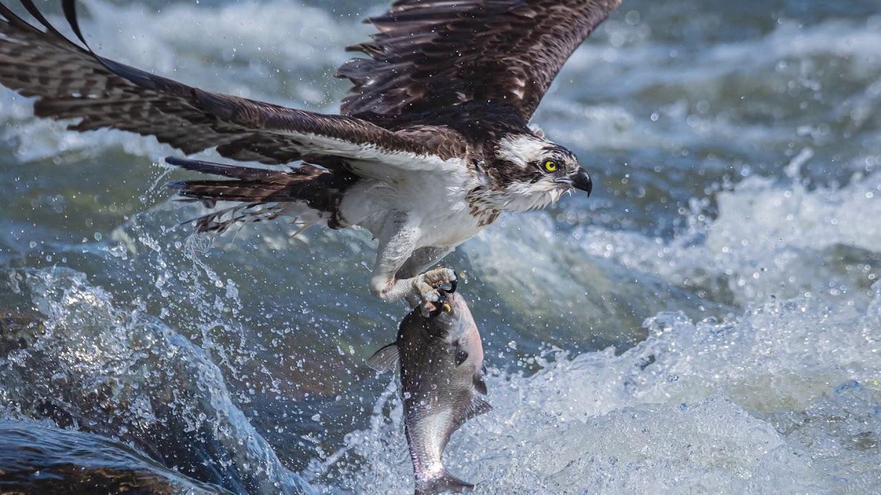 Ask an Expert: What's the Bay's Shad and Herring Migration? - YouTube
