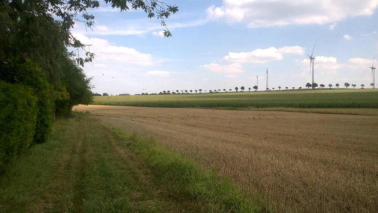 Ende August 2015 Starschwarm Feld am Ziegeleiteich Mohorn - YouTube