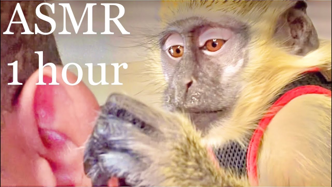 ASMR Monkey |RARE| Grooming Relaxing Sleep Satisfying (Thabo And Ray ...