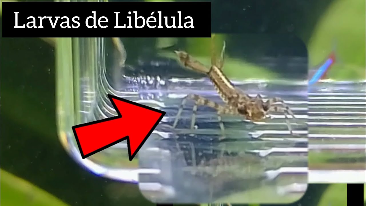 Larvas de Libélula 😱🌌🏞️ Encontré Esta Larva en mi Pecera 😁 - YouTube