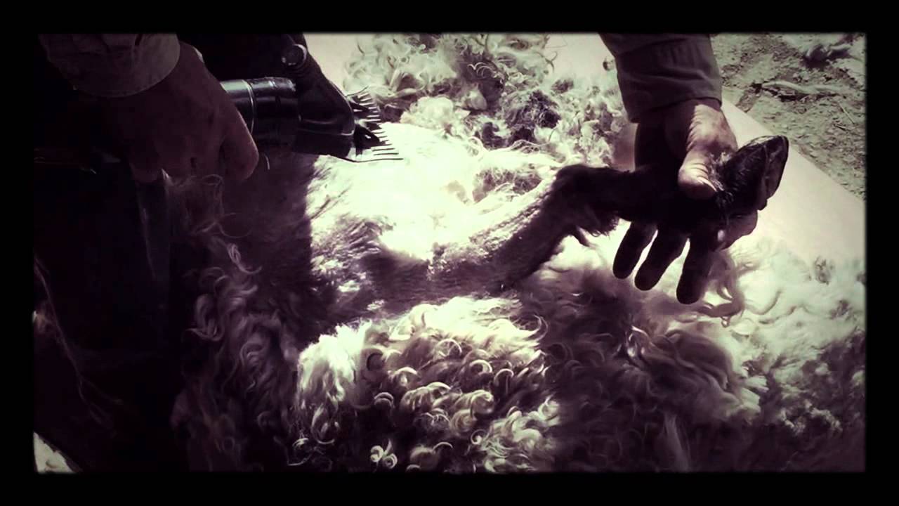 Goat Shearing Montage.m4v - YouTube