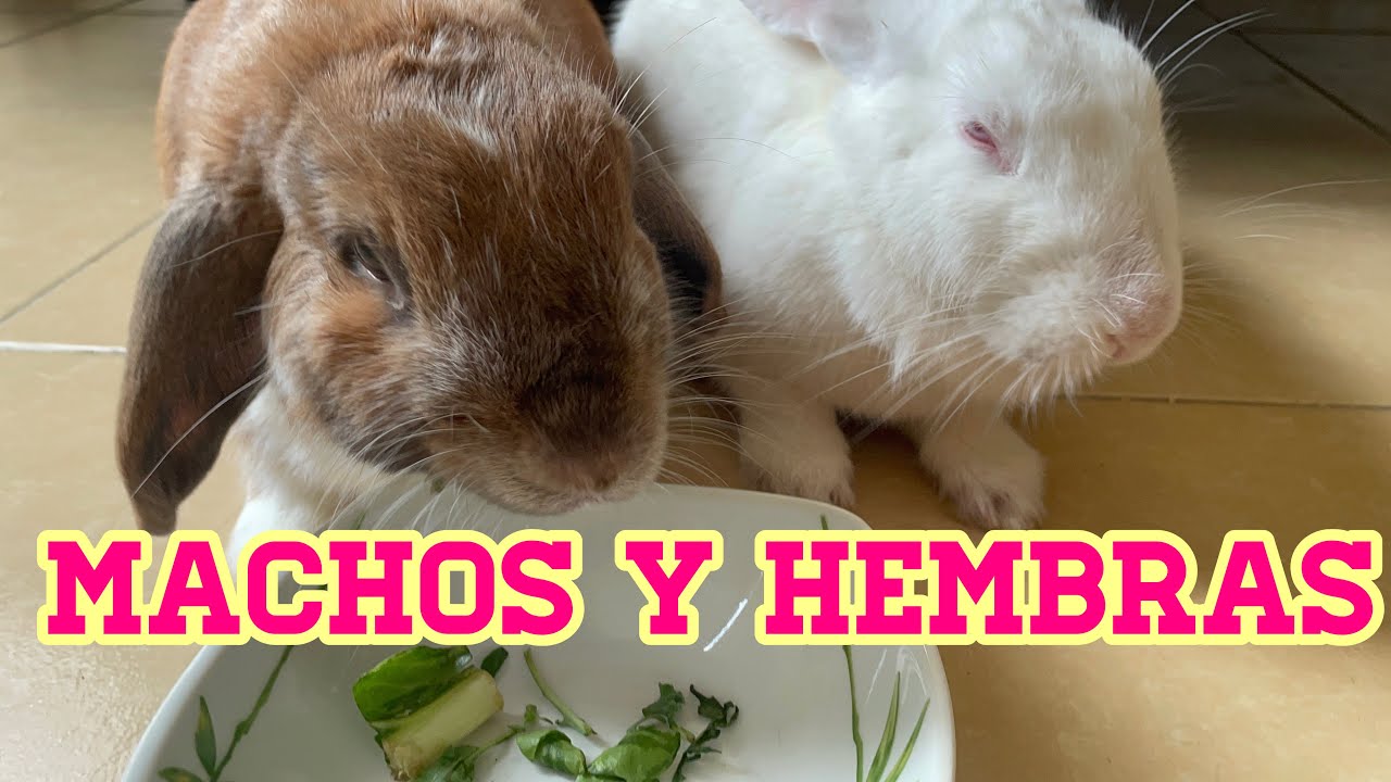 MALE RABBITS VS FEMALE RABBITS: The Differences - YouTube