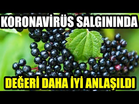 VÜCUDU ÇELİK GİBİ YAPIYOR! KARA MÜRVER FAYDALARI İLE ŞAŞIRTIYOR..