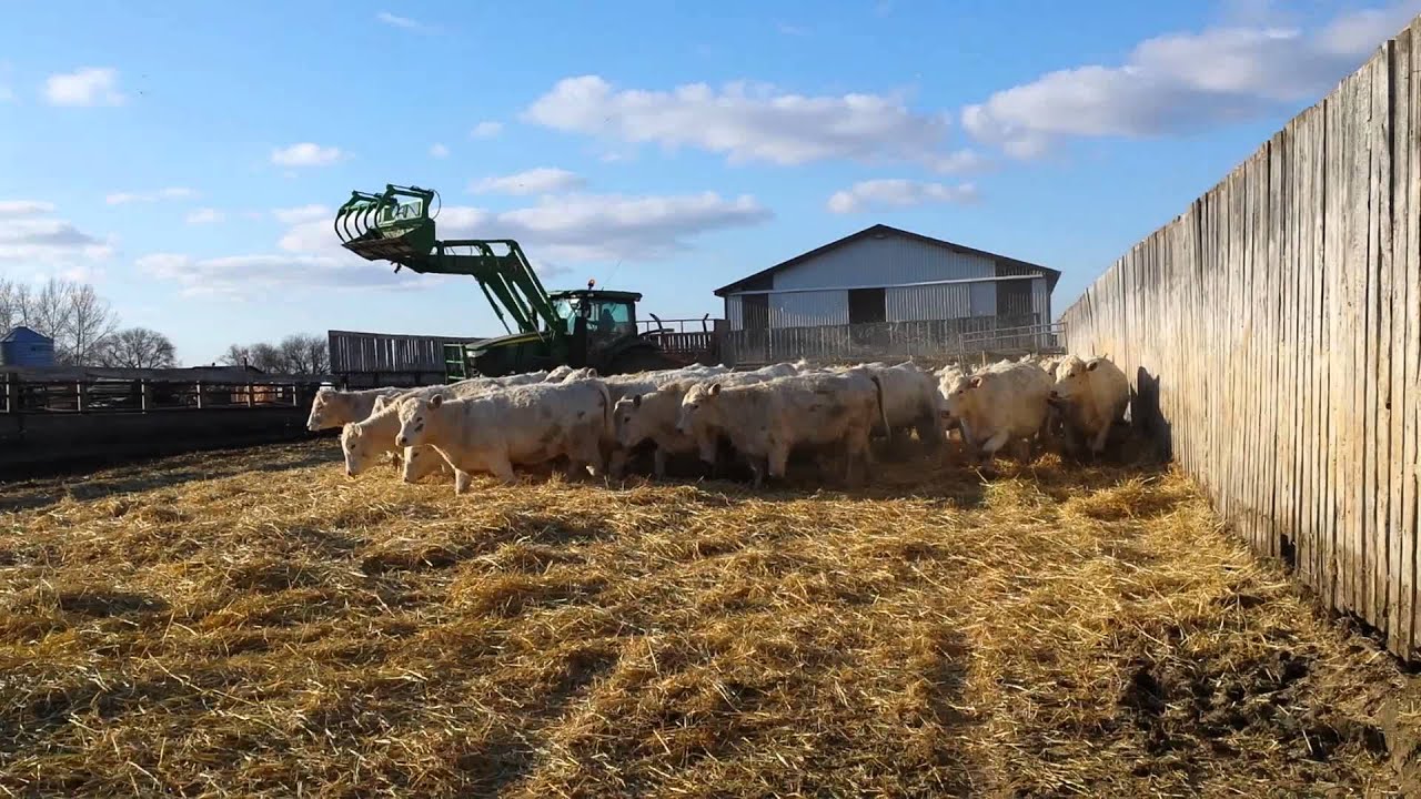 Bale processing for our expecting cows - YouTube