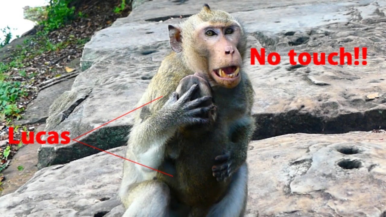 UPDATE : Baby monkey Lucas really Likes New the monkey in he group ...