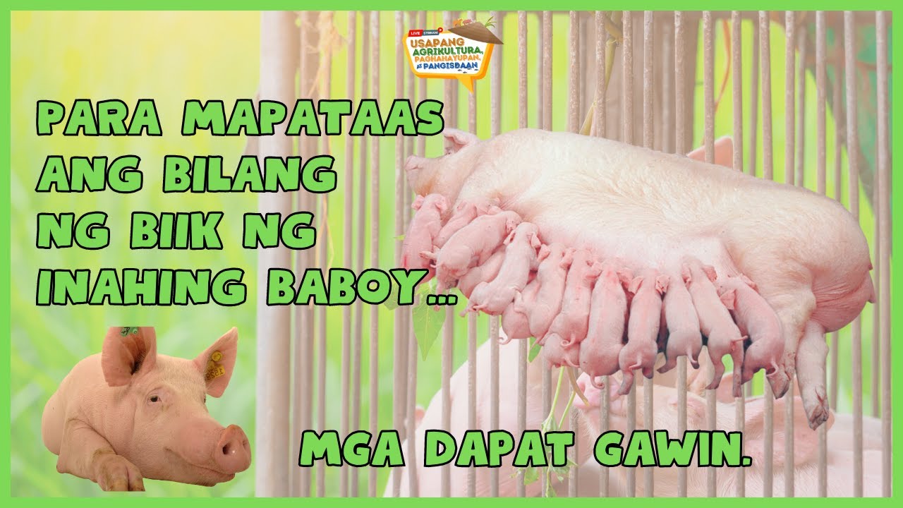 Para Mapataas ang Bilang ng Biik ng Inahing Baboy...Mga Dapat Gawin ...