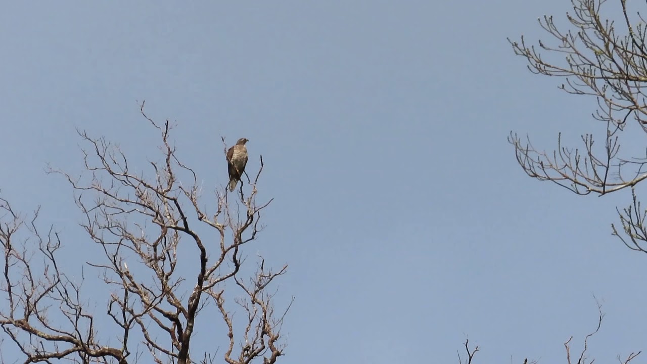 Grey-faced Buzzard Call - YouTube