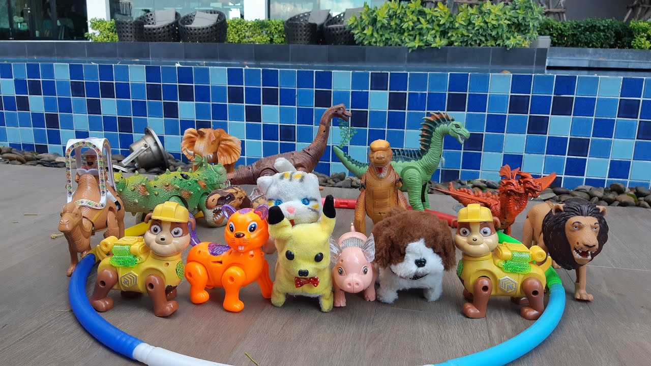 แมว หมา อูฐ กระรอก หมู เล่นที่สระว่ายน้ำ (Cat, dog, camel, squirrel ...