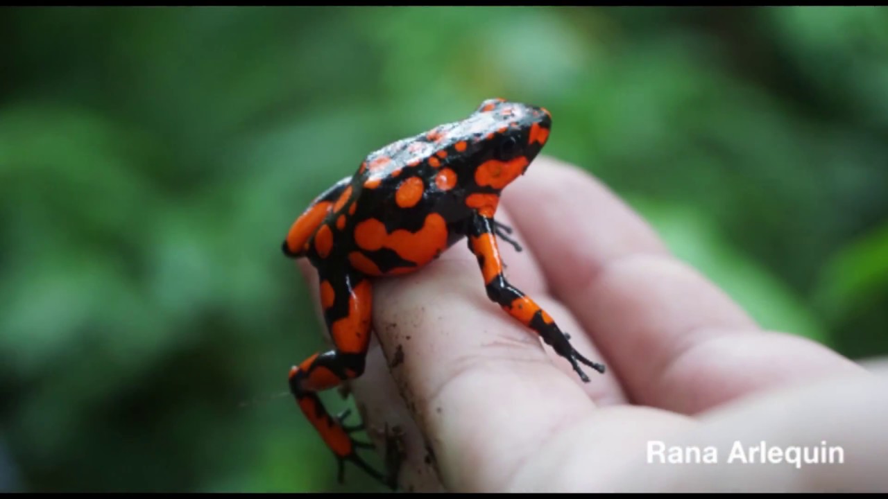ARUSÍ / NUQUÍ / CHOCÓ / COLOMBIA 2017 - YouTube