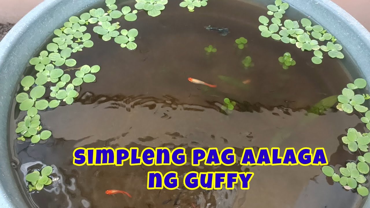 guffy fish all together in one tiny pond. - YouTube