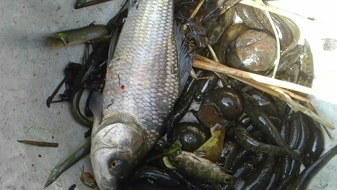 Amazing | Net Fishing | in Village | mast dhara | My father and I are ...