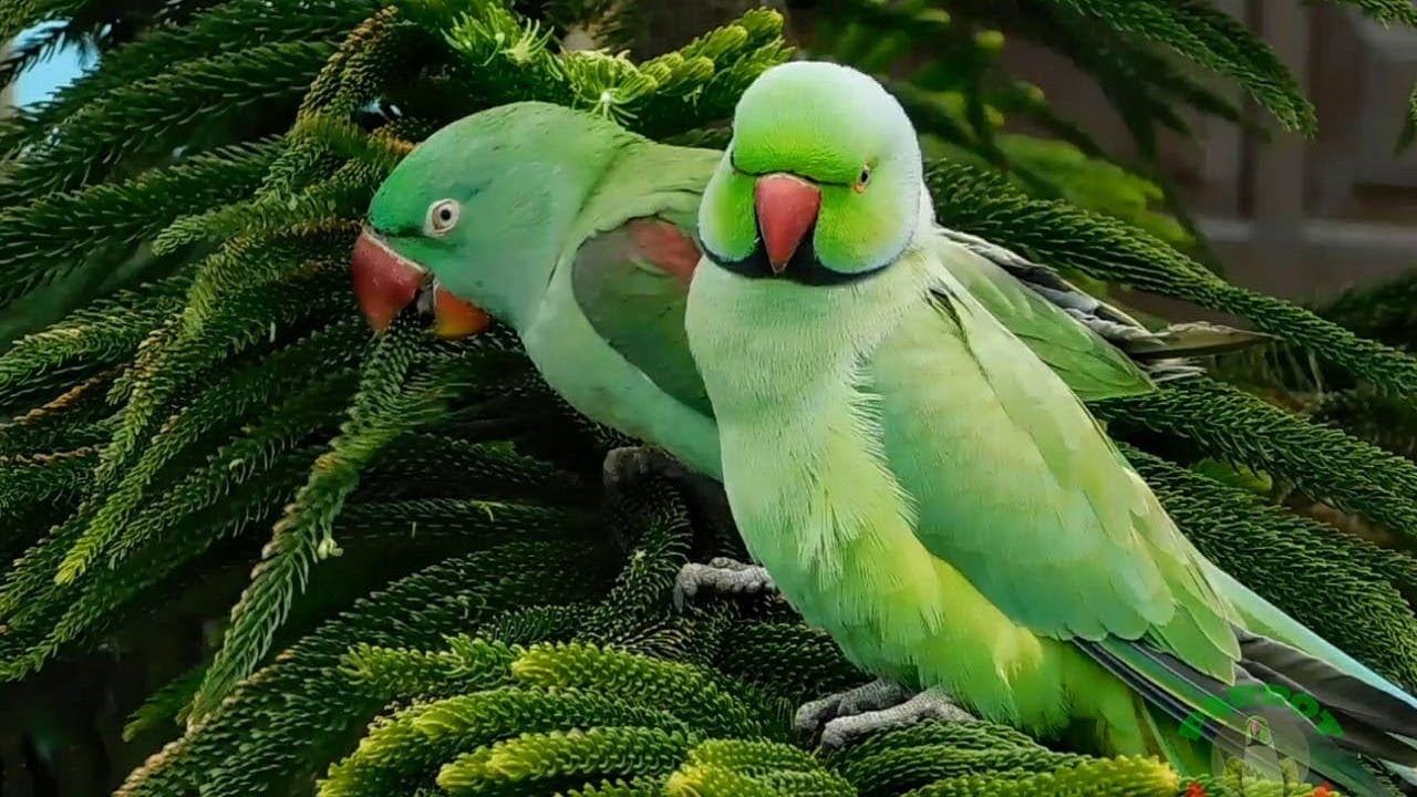 Relaxing Parrot Sounds - YouTube